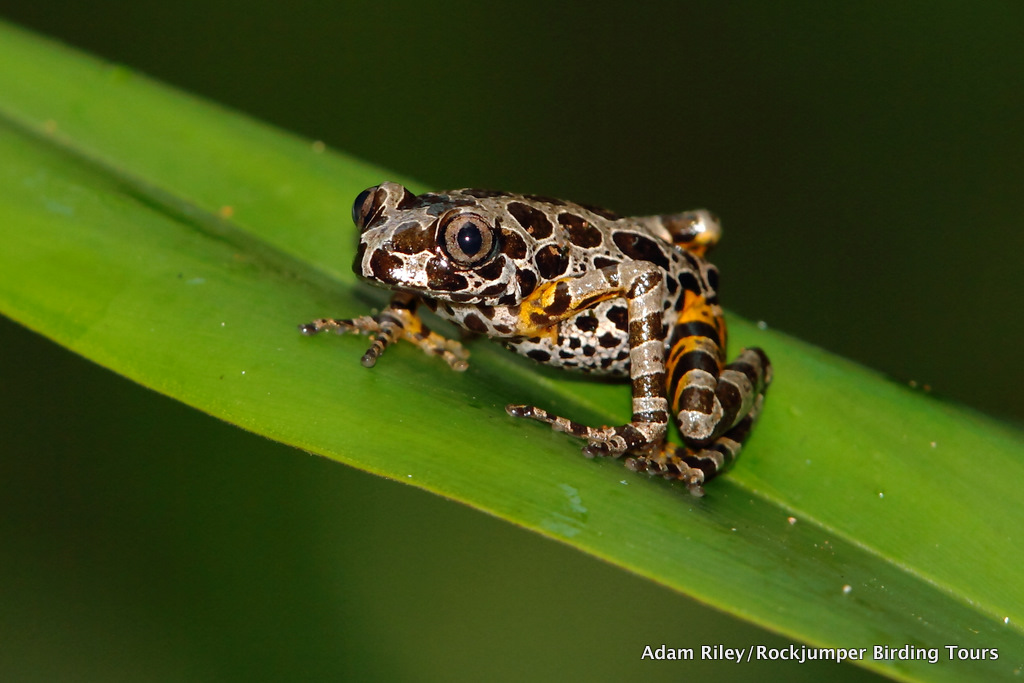 Ivory Coast Running Frog | Project Noah