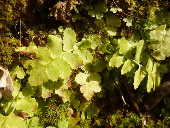 Bradley's Spleenwort | Project Noah