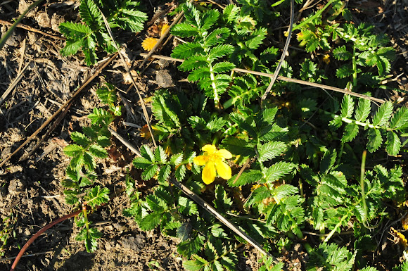 Pacific silverweed | Project Noah