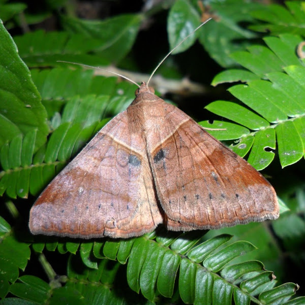 Looper Moth | Project Noah