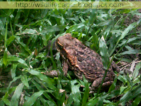 Cane Toad | Project Noah
