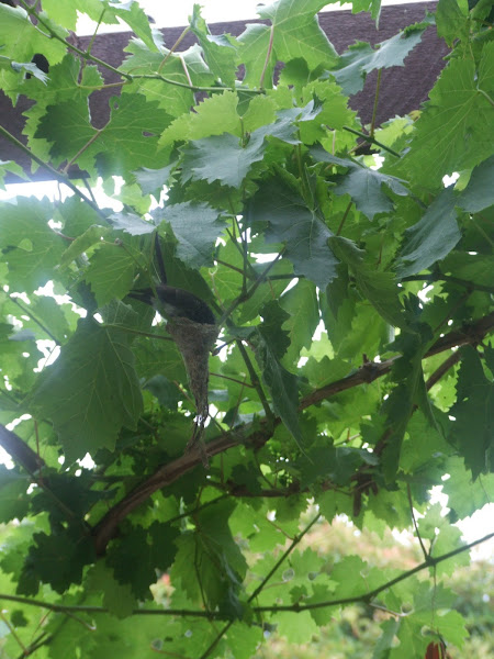 Grey Fantail - nest building | Project Noah