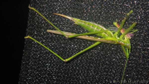 Winged Predatory Katydid | Project Noah