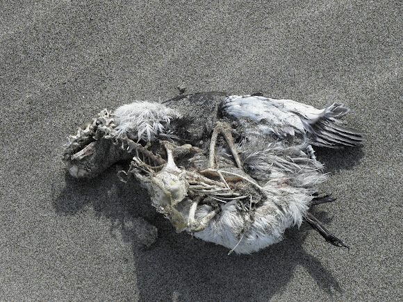 sea bird carcass | Project Noah