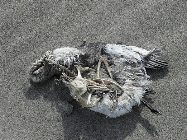 sea bird carcass | Project Noah