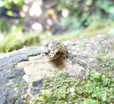 Pygmy Rain Frog | Project Noah