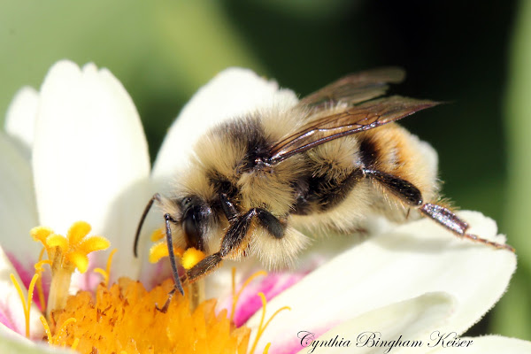 Vancouver Island Bumble Bee | Project Noah