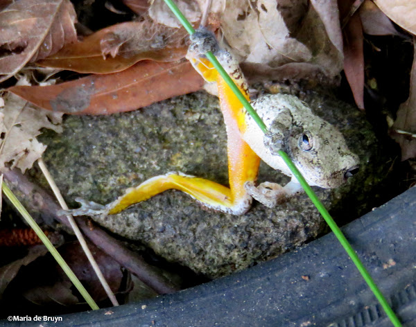 Cope's gray tree frog | Project Noah