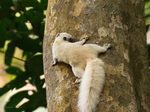 Finlayson's squirrel | Project Noah