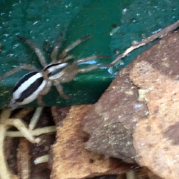 Ground Spider | Project Noah
