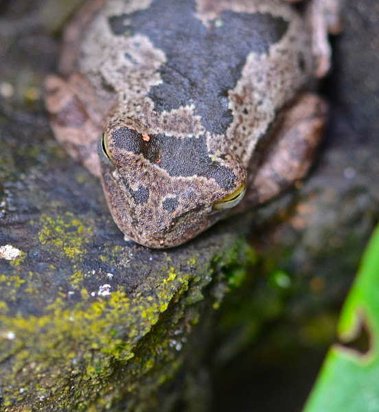 Treefrog | Project Noah