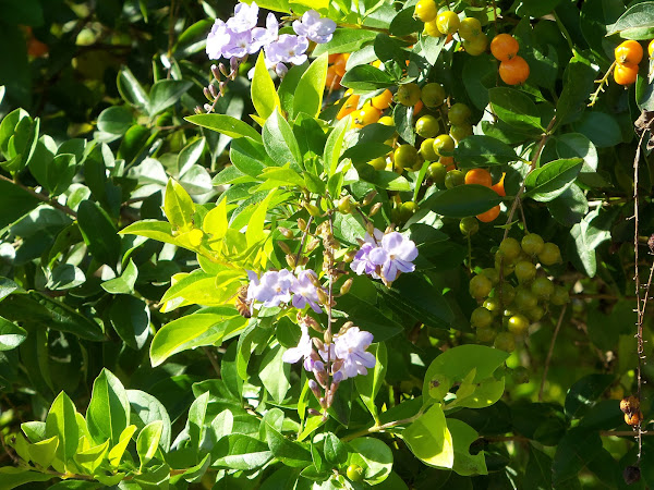 Duranta | Project Noah