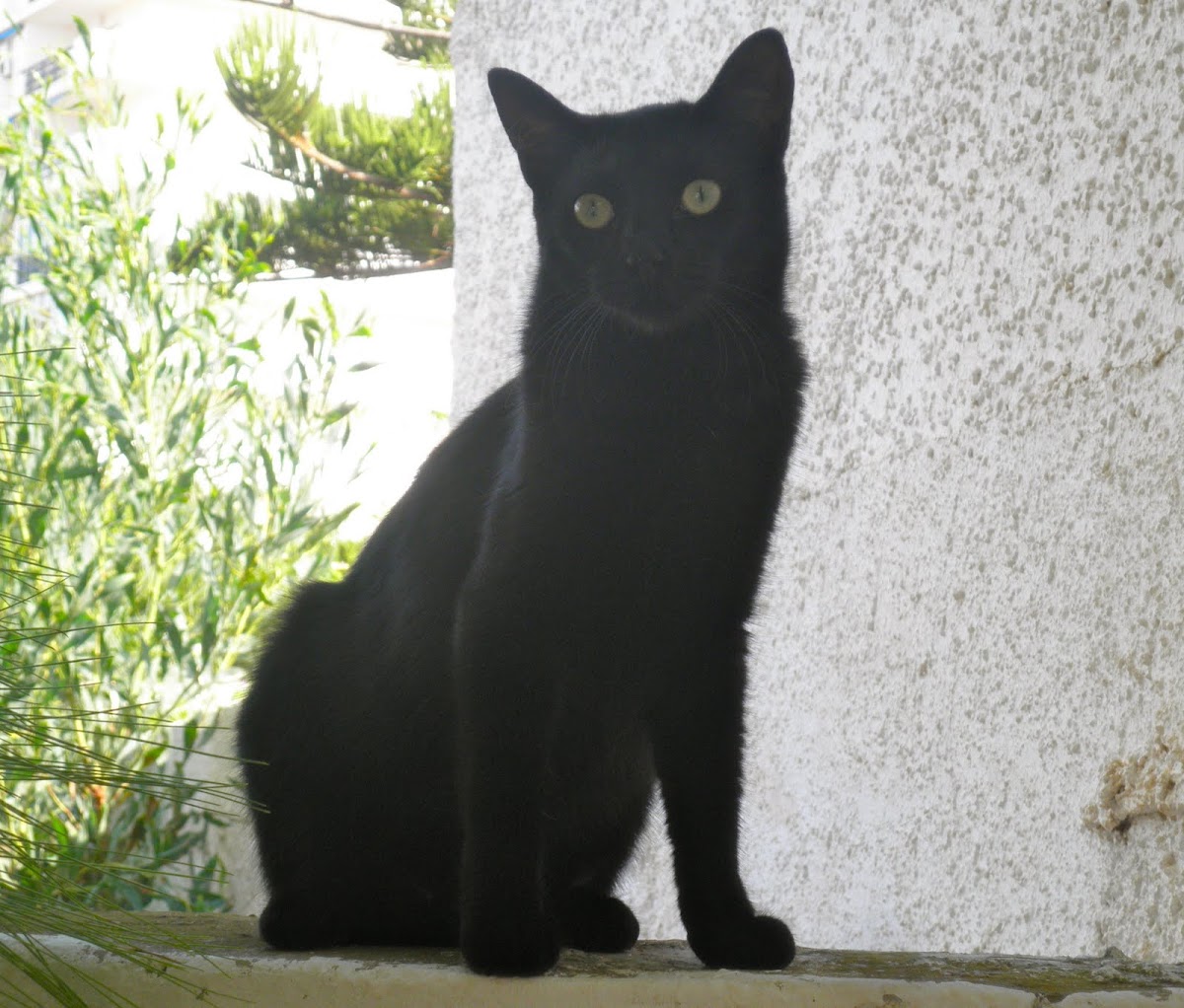 Gato. Cat | Project Noah