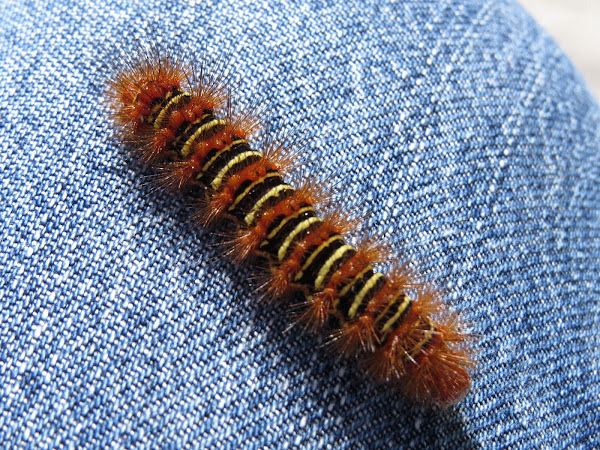Echo Moth Caterpillar | Project Noah