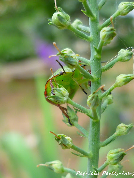 southern green stink bug nymph | Project Noah