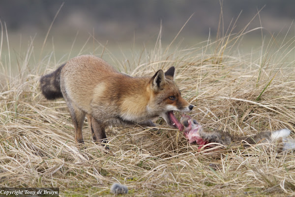 Red Fox | Project Noah