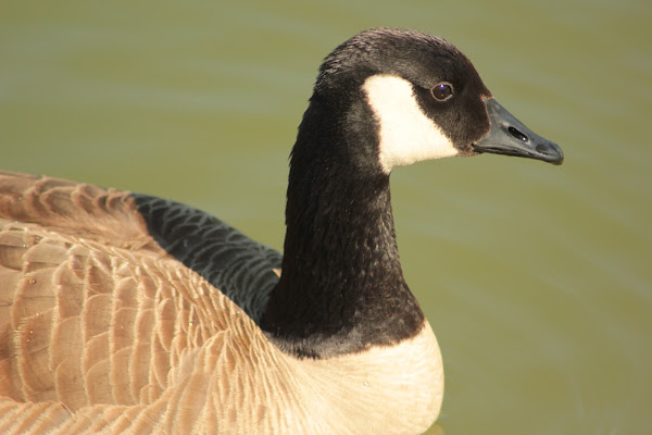 Canada Goose | Project Noah