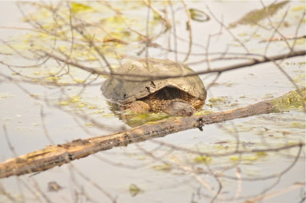 snapping turtle | Project Noah