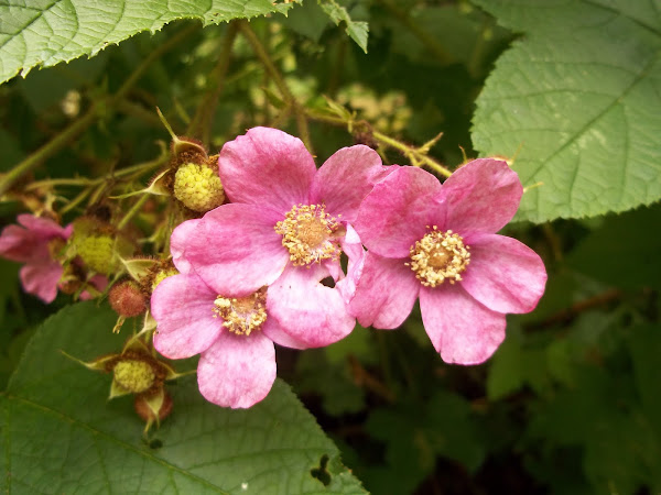 Purple-flowering Raspberry | Project Noah