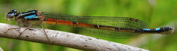 Matacaballos alegre | Project Noah