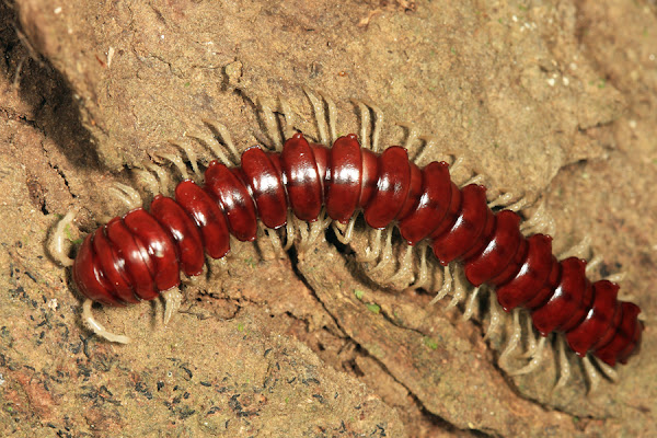 Millipede | Project Noah