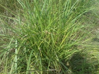 Franks Sedge | Project Noah