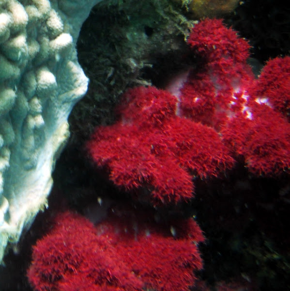 Dendronephthya spp | Project Noah