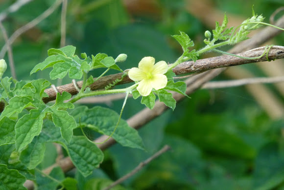 Bitter Melon/ Bitter Gourd | Project Noah