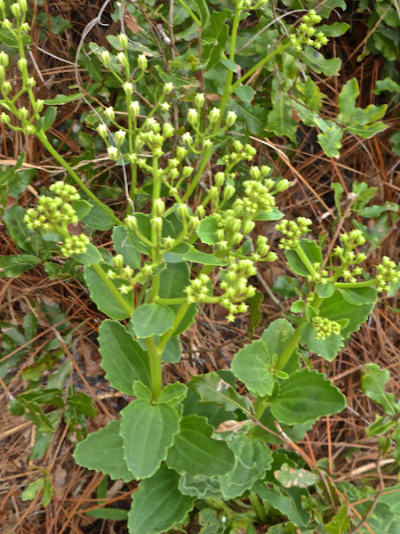 Florida Cacalia | Project Noah