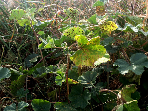 Roya, hongon fungi | Project Noah