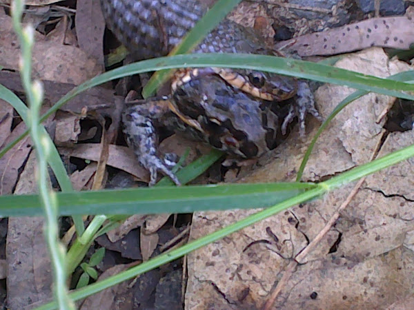 Keelback, Freshwater Snake | Project Noah