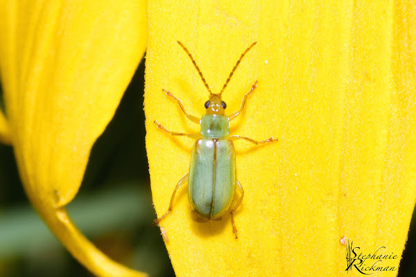 Northern Corn Rootworm Beetle | Project Noah