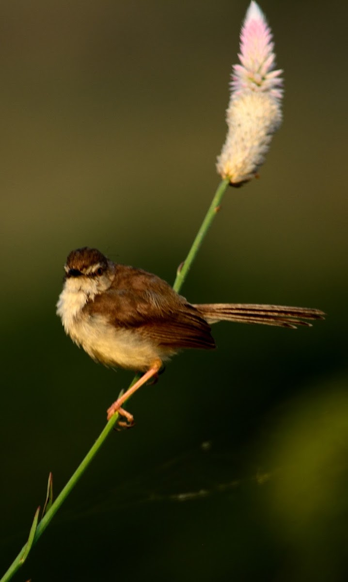 Blyth's reed warbler | Project Noah