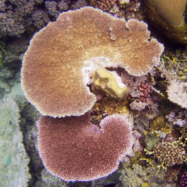 Table coral | Project Noah