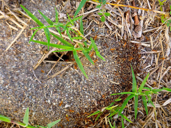 Ant Cemetery | Project Noah