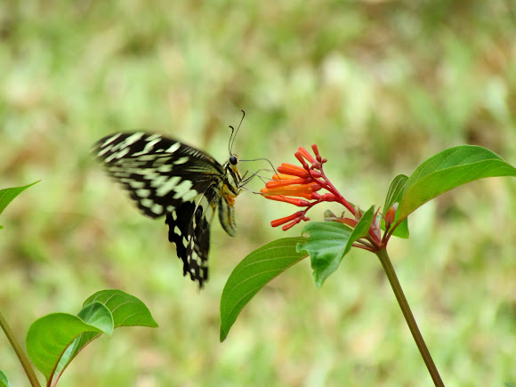 Citrus Swallowtail | Project Noah