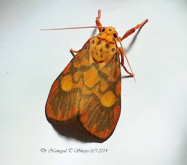 Footman Moth | Project Noah