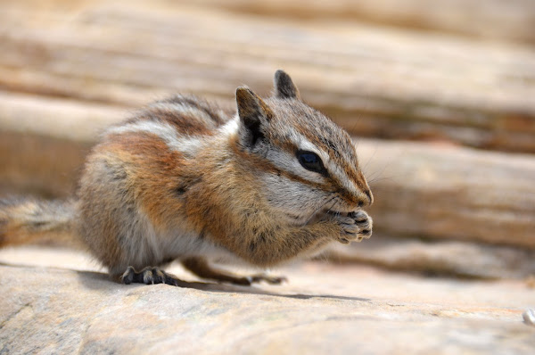 Uinta chipmunk | Project Noah