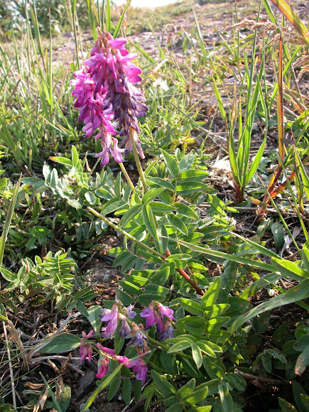 Alpine sweetvetch | Project Noah