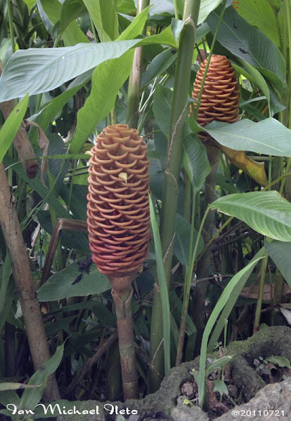 Zingiber spectabilis 'Early Gold' | Project Noah