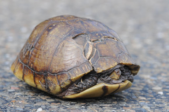 Three-toed box turtle (female) | Project Noah