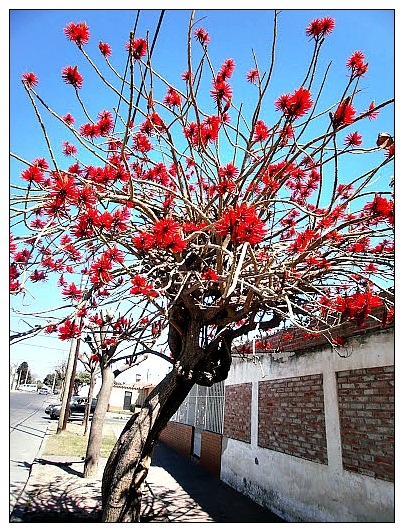 Flame Coral Tree. | Project Noah