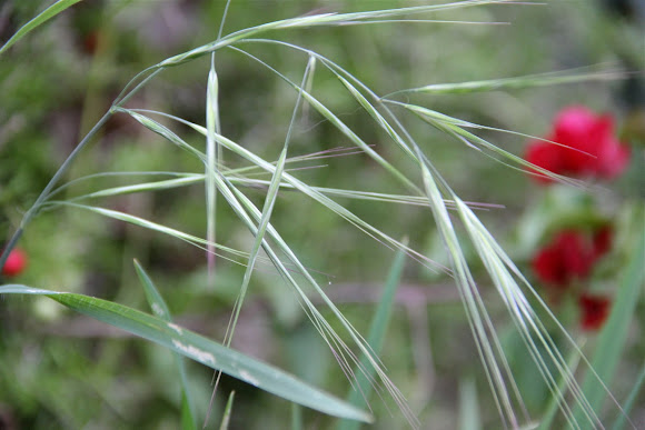 California Bromegrass | Project Noah