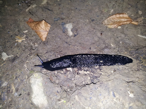 European black slug | Project Noah