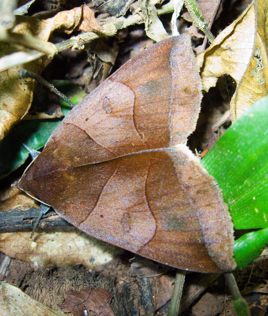 Noctuid Moth | Project Noah
