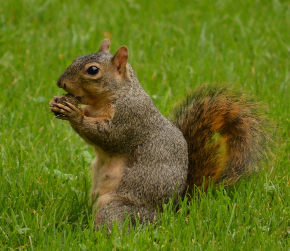 Fox squirrel | Project Noah