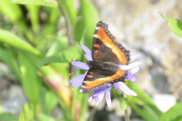 Milbert Tortoiseshell | Project Noah