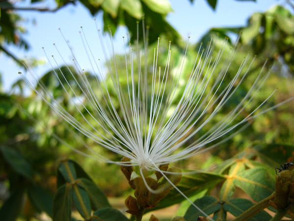 Inga flower (Ingazeira, Brazil) | Project Noah