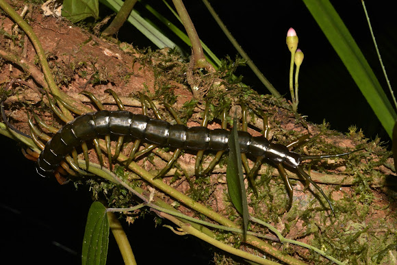 Hunting Centipede | Project Noah