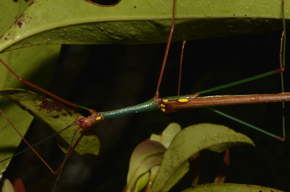 Winged Stick Insect - Male | Project Noah